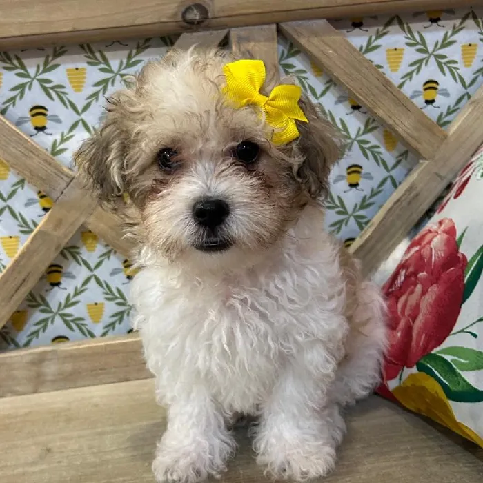 Havapoo For Sale | Petland North Kansas